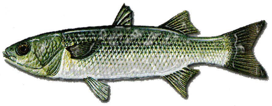 Pêche en mer - Mulet